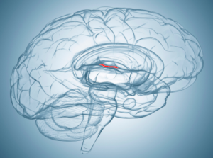 Understanding Auditory Processing Disorder (APD) • Prescription Hearing